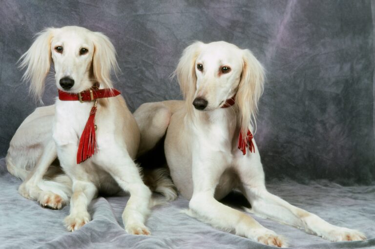 Time-Worn Long Hounds: The Salukis of Ancient Egypt