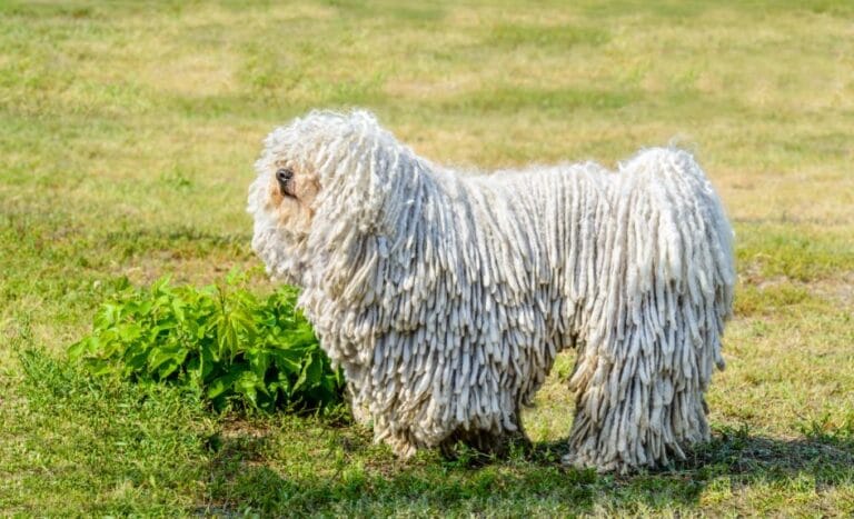 The Puli Dog Breed: Top 10 Facts