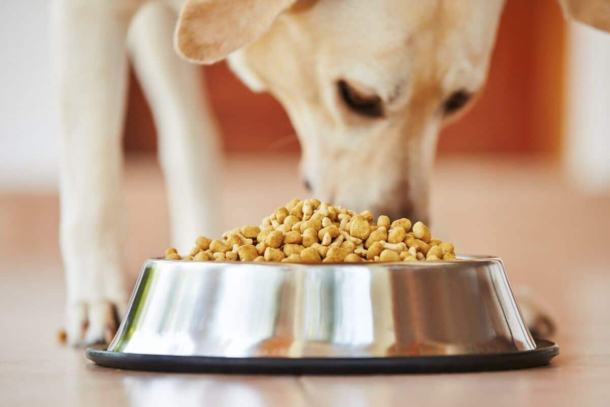 Should My Senior Dog Eat Different Food Than My Puppy 