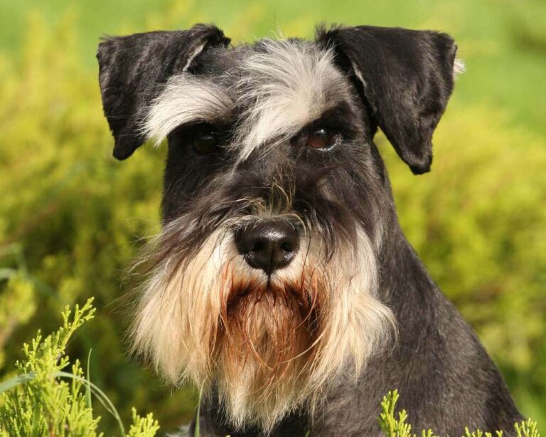 The Bearded Guardian: What are Schnauzers Like?