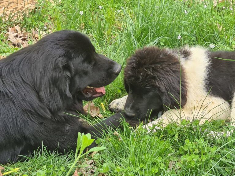 Fluffy Newfies - Top 10 Facts About the Newfoundland Dog Breed