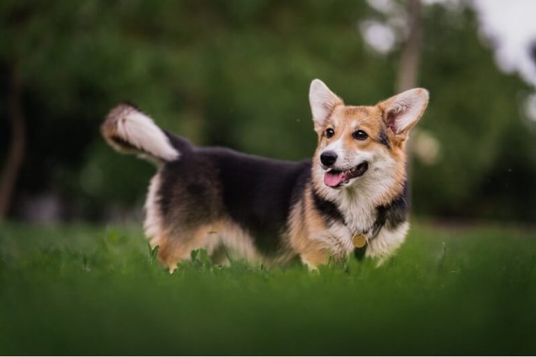Types Of Corgis - Pembroke Vs Cardigan Corgi Breeds