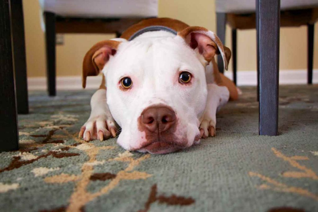 How Long Do Pit Bulls Live? Pitbull Lifespan - Every Creature Counts
