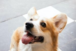 Types Of Corgis - Pembroke Vs Cardigan Corgi Breeds
