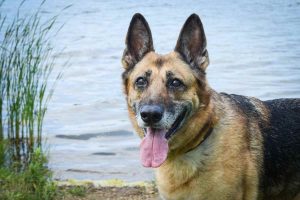 Guide To German Shepherd Ears - Position & Stages