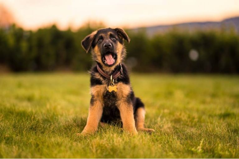 Guide To German Shepherd Ears - Position & Stages