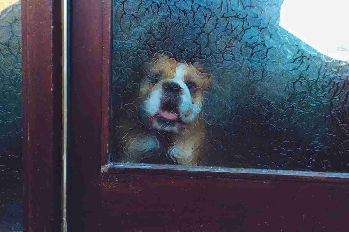 How To Stop Dog From Scratching Door 6 Easy Ways How To Stop Dog From Scratching Door 6 Easy Ways