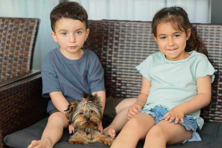 Are Yorkies Good With Kids? - Every Creature Counts