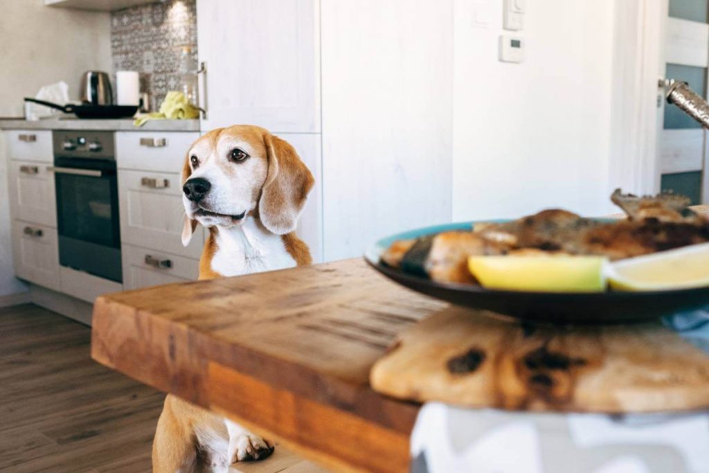 Can Dogs Eat Smoked Salmon? The Answer Might Surprise You!