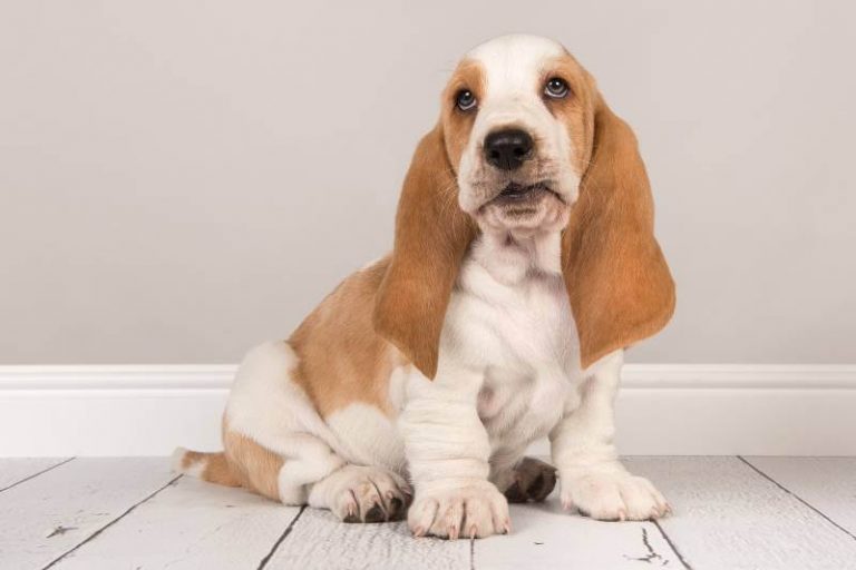 Basset Hound Colors - The Many Hues Of Basset Hound Coats