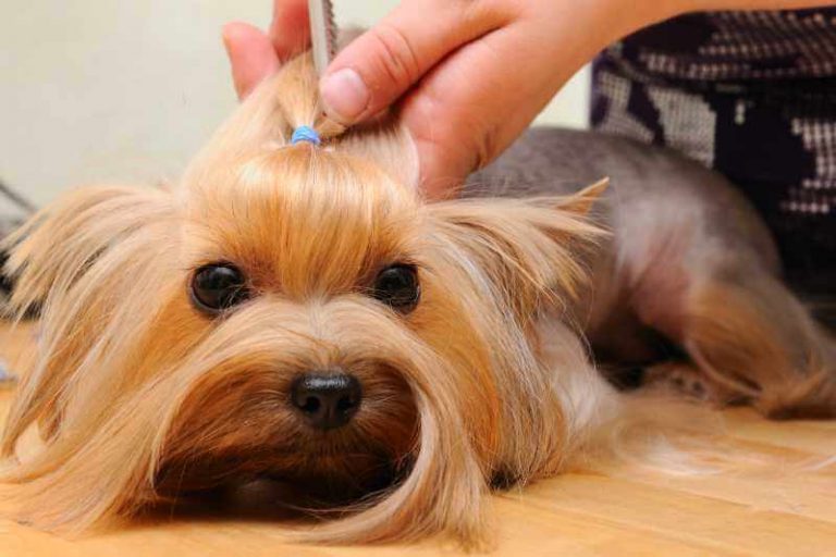Do Yorkies Shed? The Truth About Yorkie Hair - Every Creature Counts
