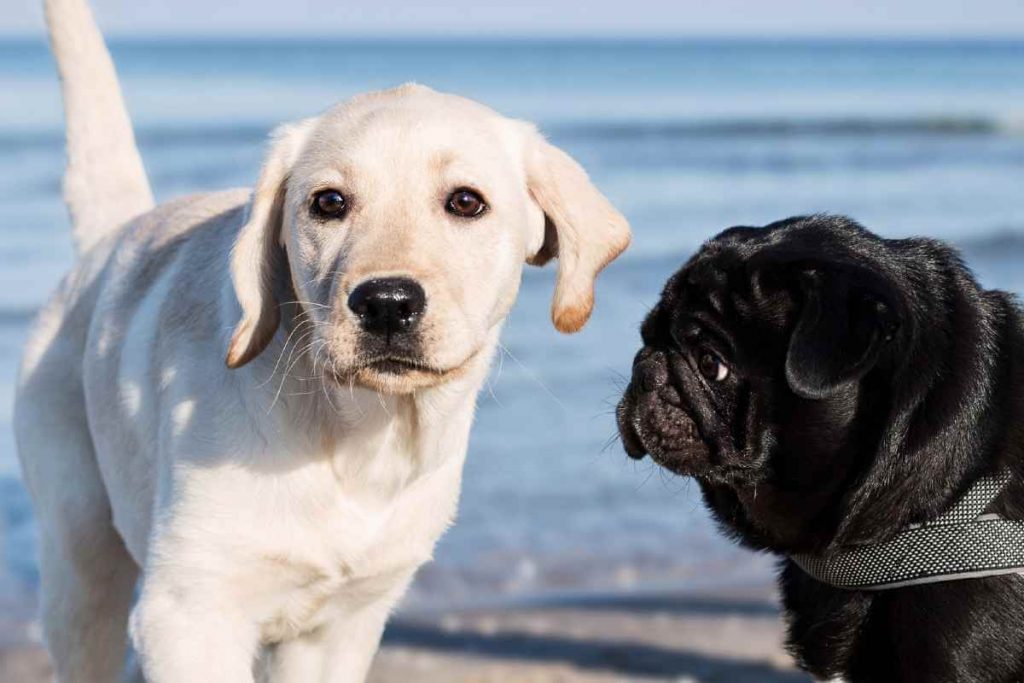 Pugador Dog: Interesting Facts And Information - Every Creature Counts