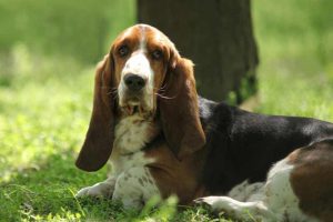 Basset Hound Colors - The Many Hues Of Basset Hound Coats