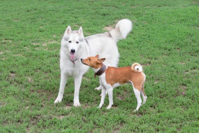 8 Top Basenji Mixes - Which Basenji Mix Is Right For You?