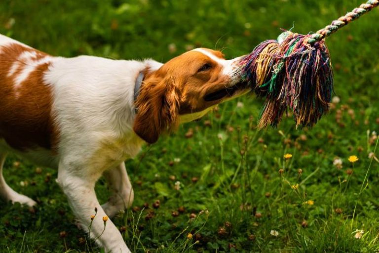8 Best Brittany Spaniel Mixes To Consider As Family Pets