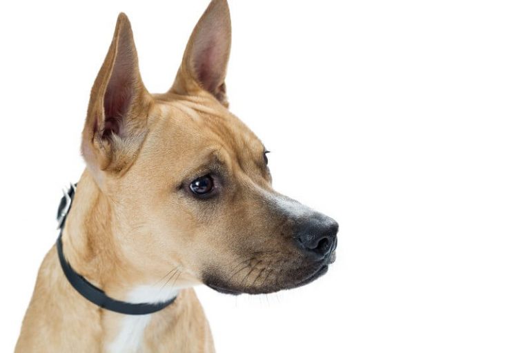 8 Top Basenji Mixes - Which Basenji Mix Is Right For You?