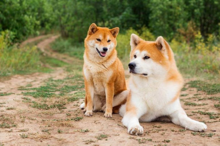10 Most Adorable Shiba Inu Mixes You Should Know