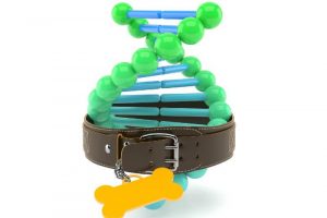 How Many Chromosomes Do Dogs Have? Science Explained