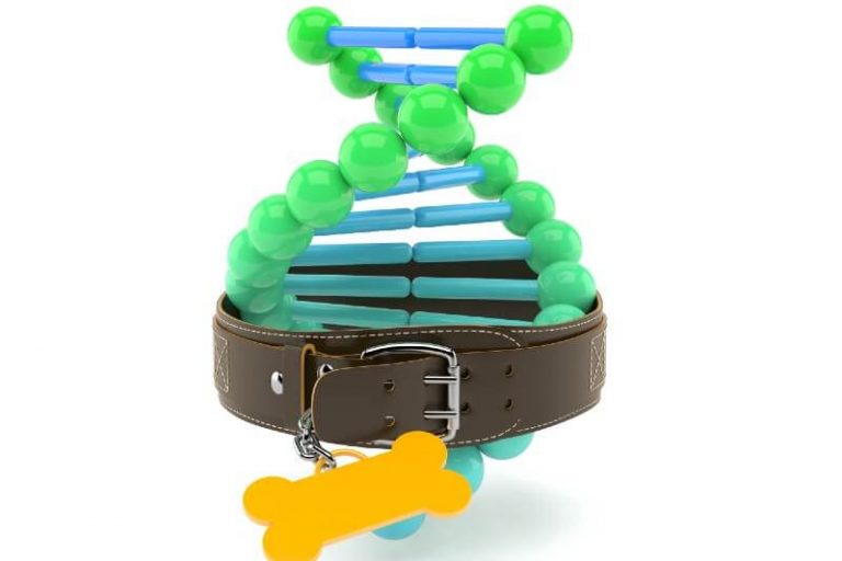 How Many Chromosomes Do Dogs Have? Science Explained