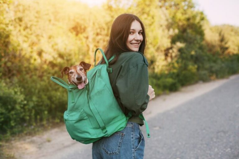 Best Doggy Bjorn: Keep Your Pet Protected While Traveling