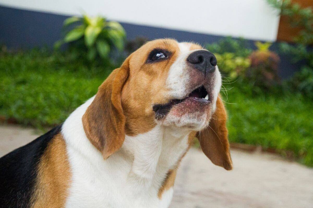 Why Do Dogs Whine Here s The Truth Every Creature Counts Why Do Dogs Whine Here s The Truth Every Creature Counts