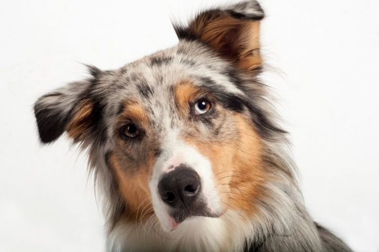 What Is Samoyed Australian Shepherd Mix? - Every Creature Counts