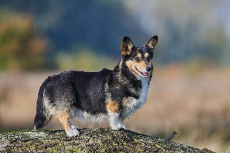 Greyhound Corgi Mix: Grey Houndgi Breed Information - Every Creature Counts