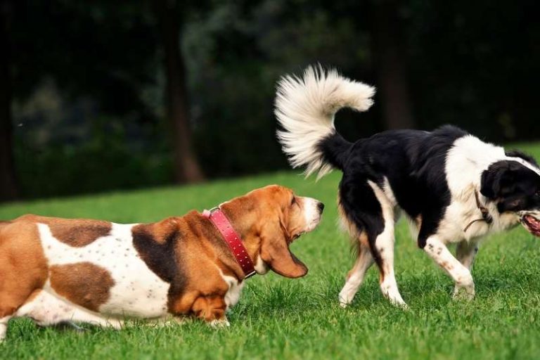 Why Do Dogs Get Stuck: The Science Behind - Every Creature Counts