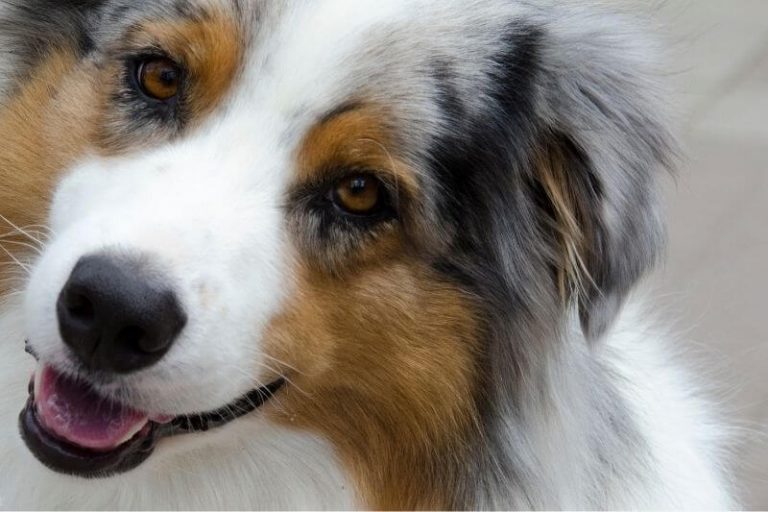 What Is Samoyed Australian Shepherd Mix? - Every Creature Counts