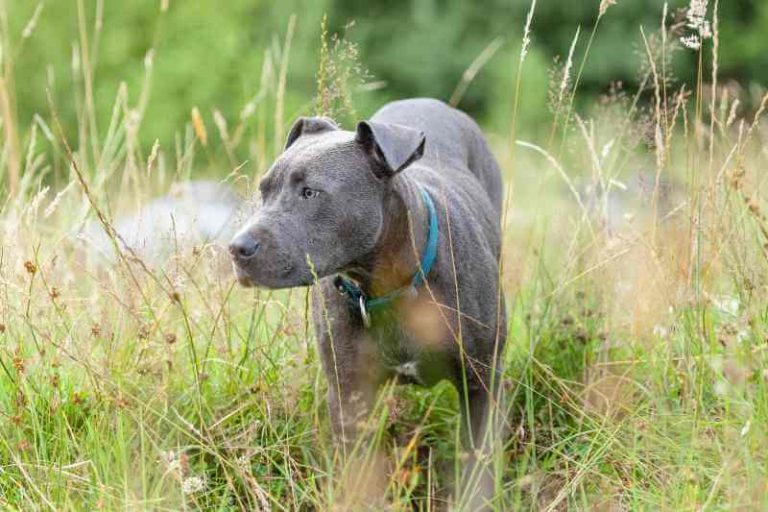 Greyhound Pitbull Mix: Complete Guide - Every Creature Counts