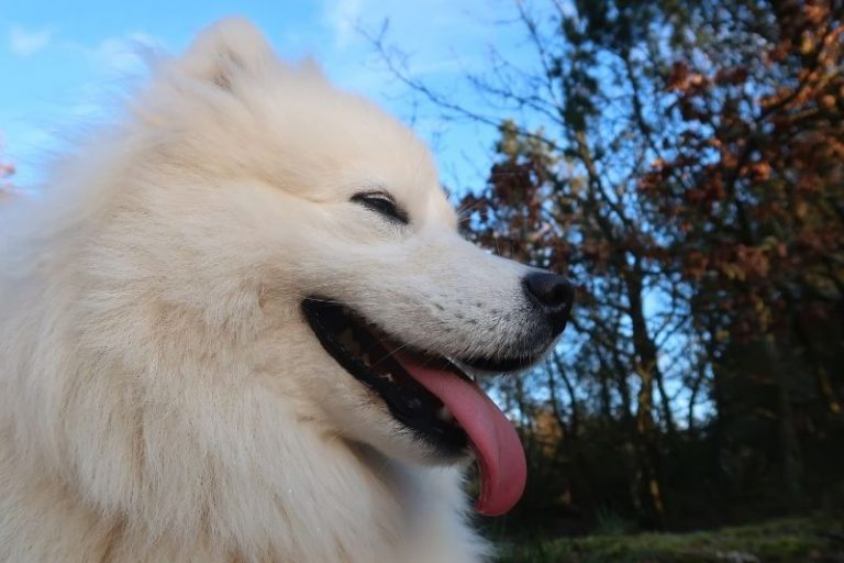What Is Samoyed Australian Shepherd Mix? - Every Creature Counts