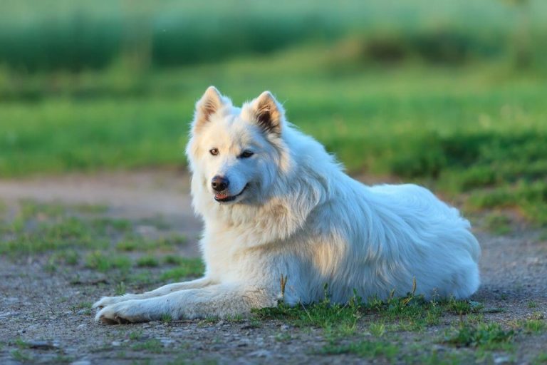 Our Pet Our Family - Every Creature Counts