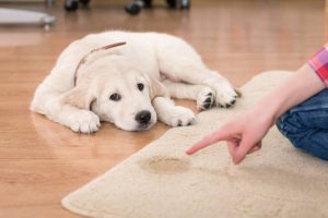 How To Punish a Dog: Do’s and Don'ts - Every Creature Counts